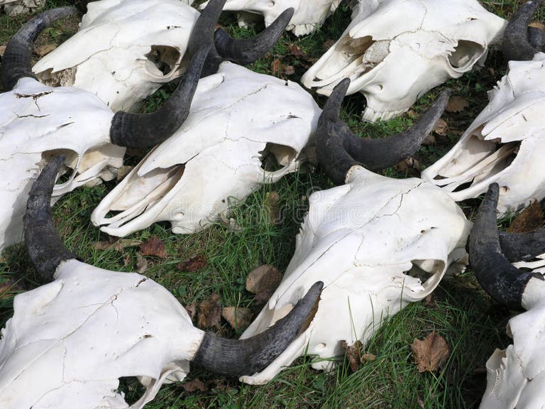 2,439 Dead Cattle Stock Photos - Free & Royalty-Free Stock Photos from ...