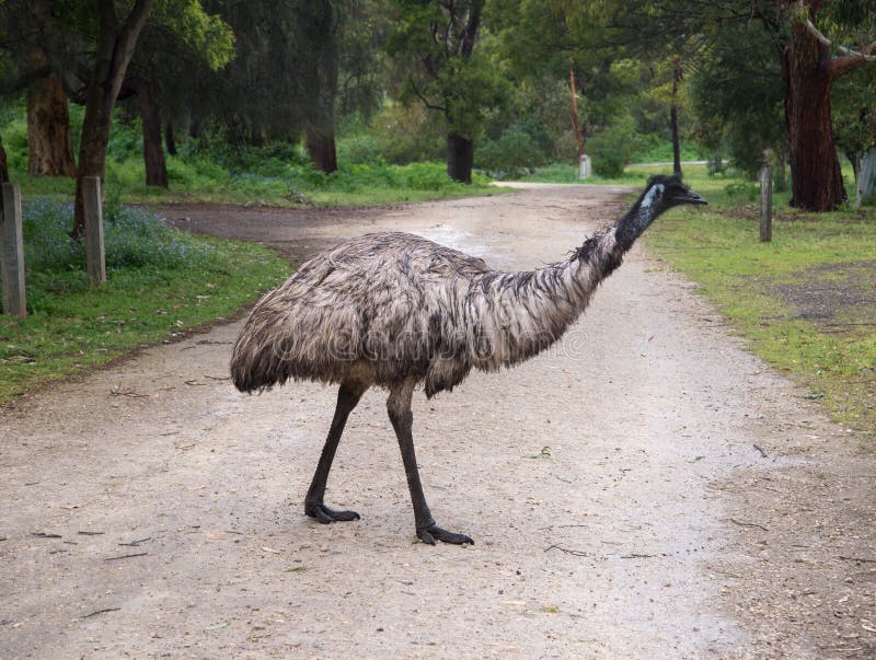 Wild wet Emu stock photo. Image of tree, bird, wild, australia - 86651734