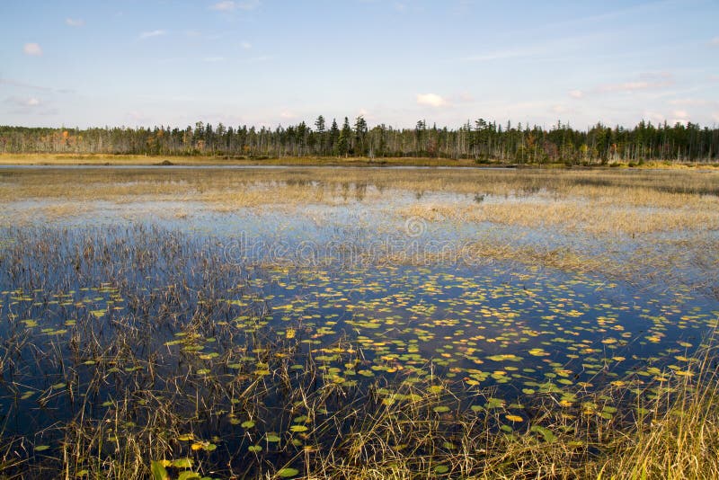 Wild wetland in Canada stock photo. Image of river, wild - 69628750