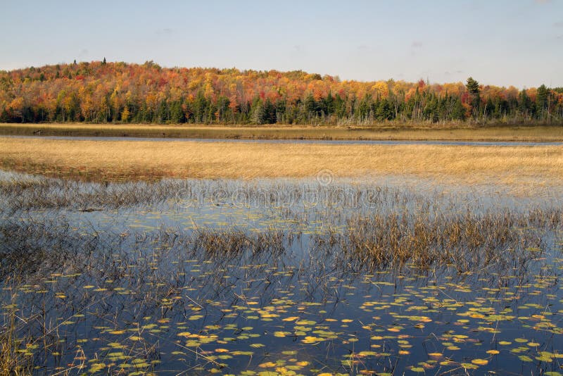 Wild wetland in Canada stock image. Image of bogs, wetland - 69628811