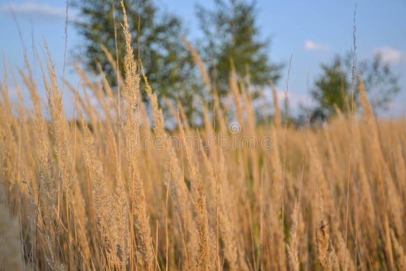 Wild Wheat Grass Growing Along a Field Stock Photo - Image of plants ...