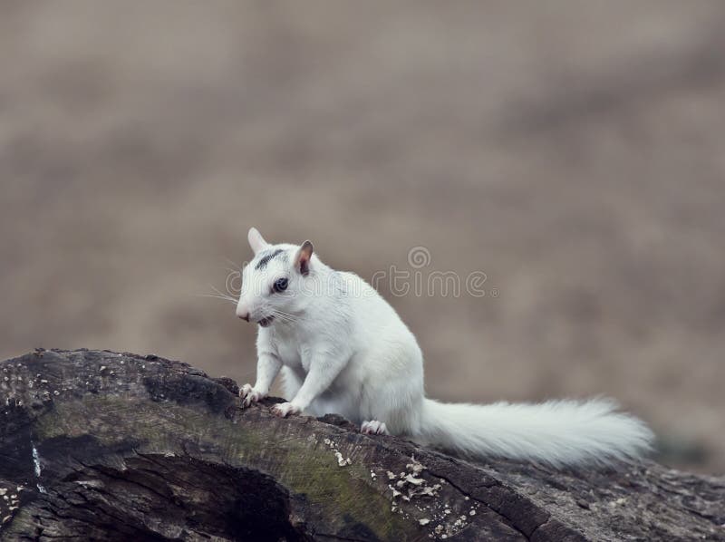 Wild White Squirrel Sitting on a Tree Stock Photo - Image of perch ...