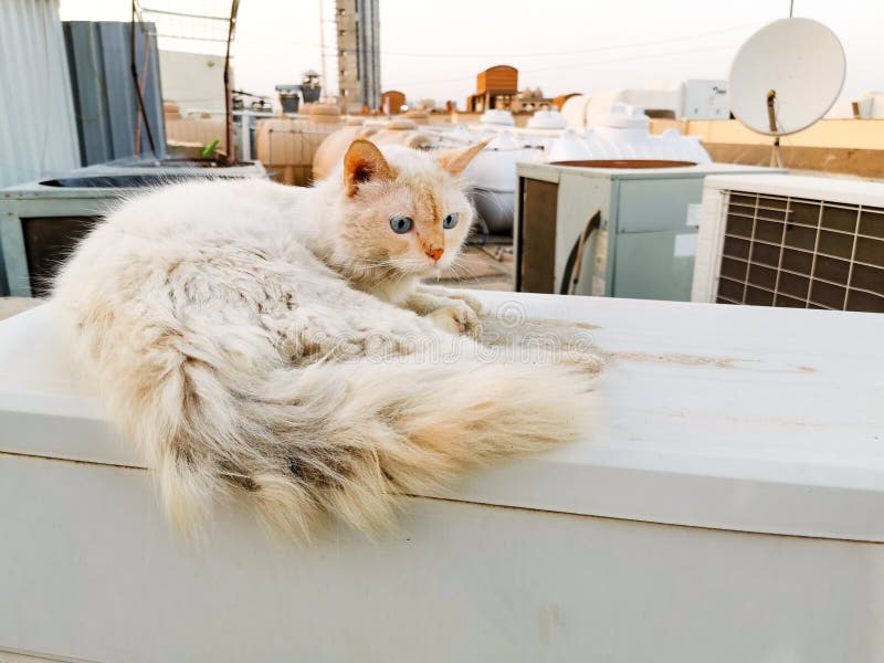 A Wild Angry Cat Staring To it`s Aim Stock Image - Image of danger ...