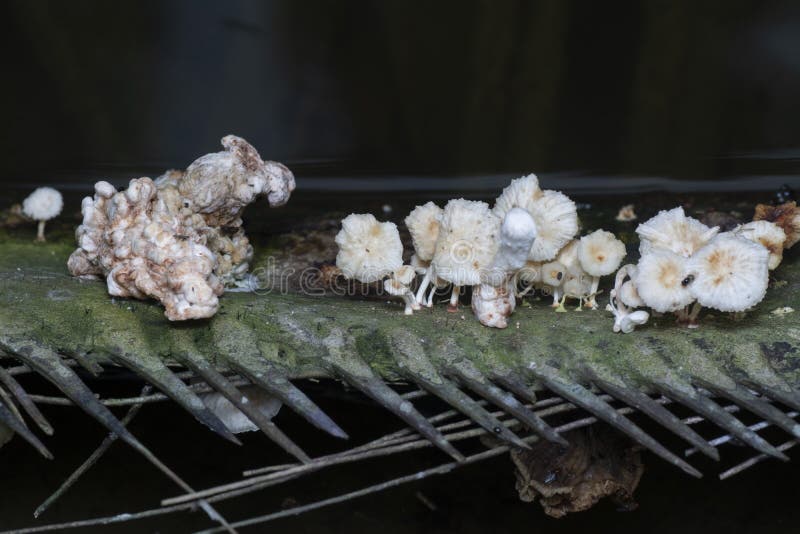 Decaying Crab Stock Photos - Free & Royalty-Free Stock Photos from ...