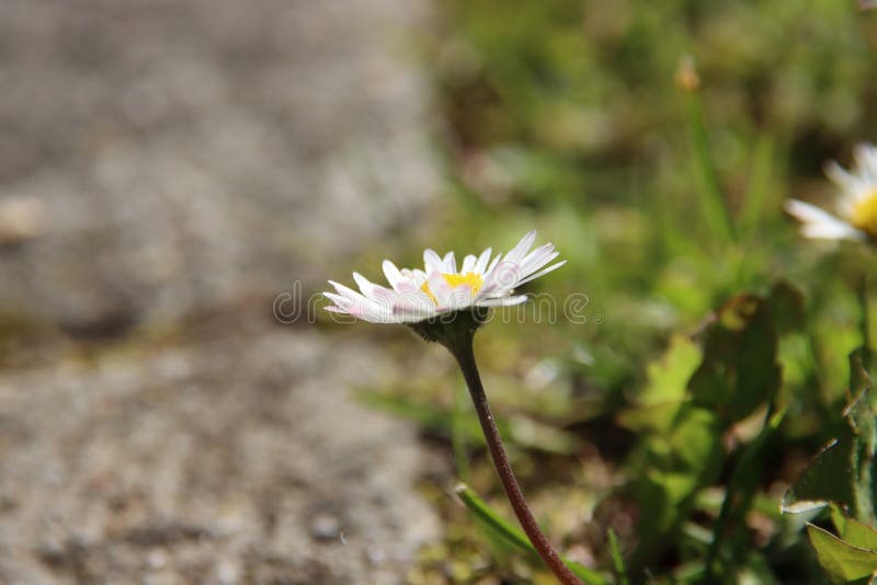Wild White Daisy Flowers by the Side of the Road Stock Image - Image of ...