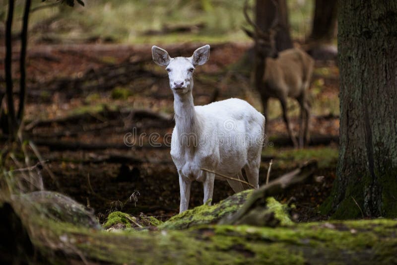 Wild white deer in forest stock photo. Image of albino - 258325014