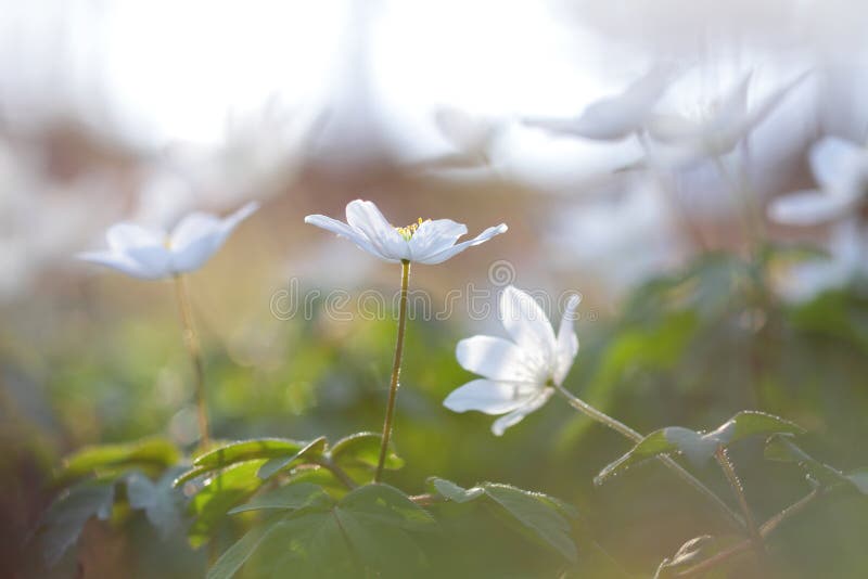 Wild White Flowers in Forest Meadow Stock Image - Image of forest ...