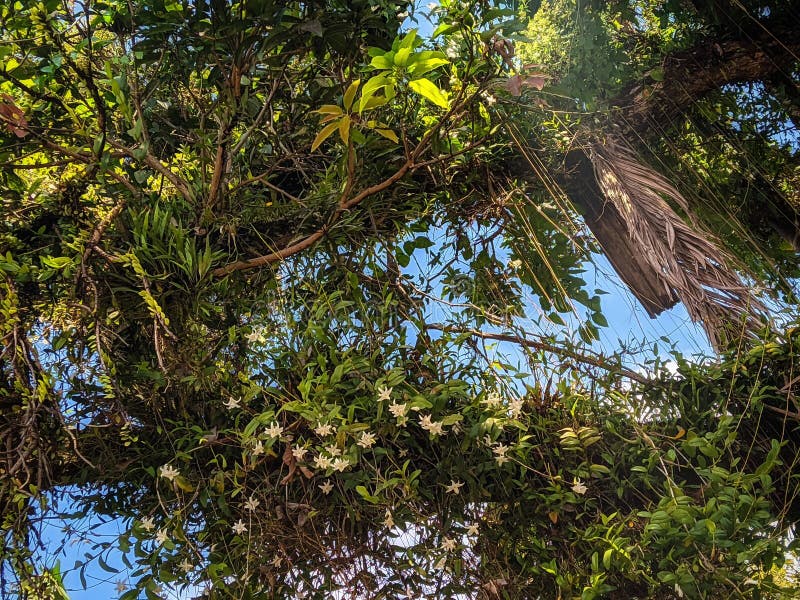Wild White Flowers Growing Blooming on Tree Trunks Stock Photo - Image ...
