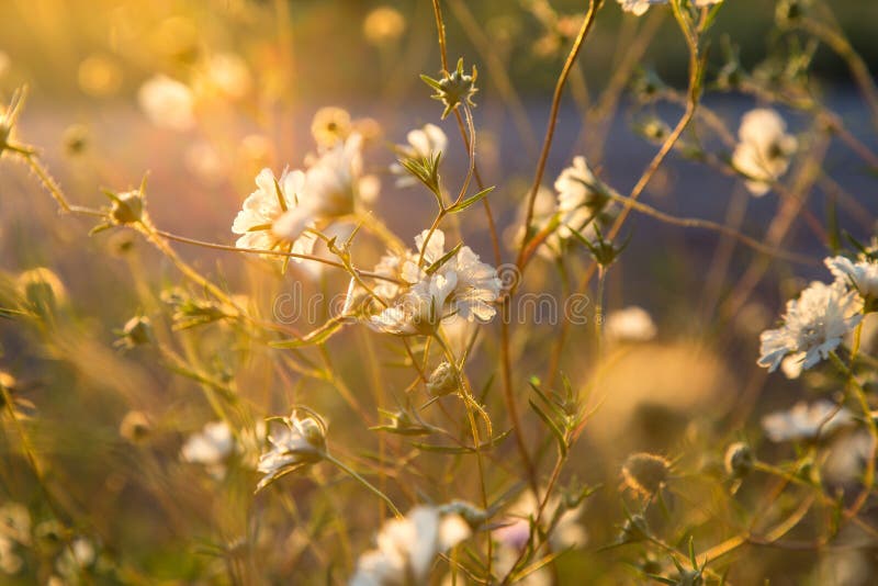 Wild White Flowers in Sun Meadow. Stock Image - Image of holiday ...