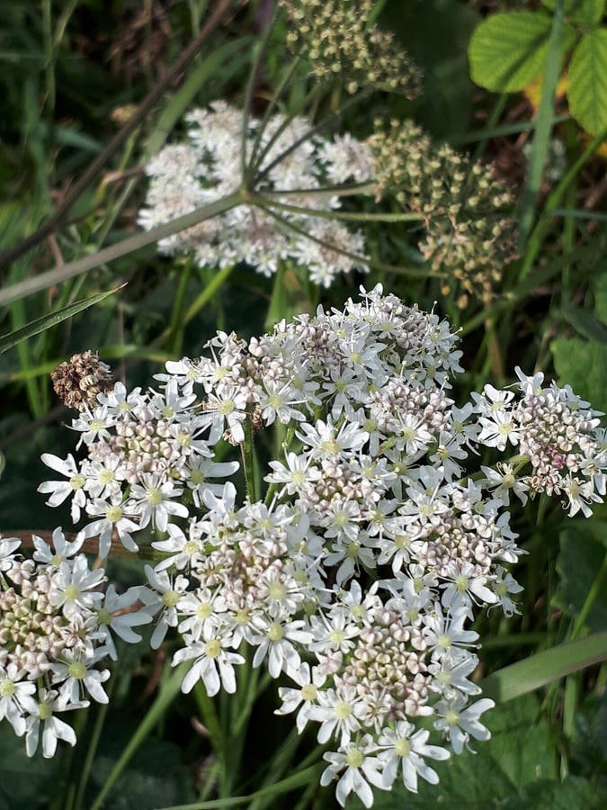 White Flora stock image. Image of flora, white, flowers - 100611871