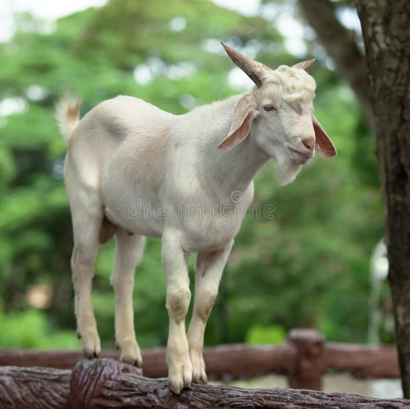 Wild white goat stock image. Image of park, artiodactyl - 189912219