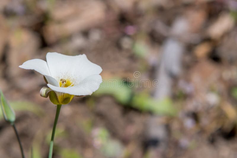 Wild White Lily Flower with Copy Space Stock Photo - Image of plant ...