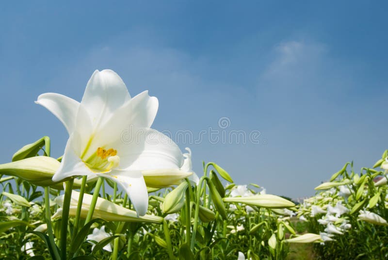 Wild White Lily Under Sunlight Stock Image - Image of farm, soft: 13733499