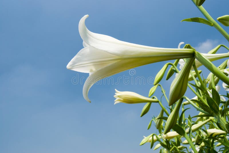 Wild White Lily Under Sunlight Stock Photo - Image of fragrant, flower ...