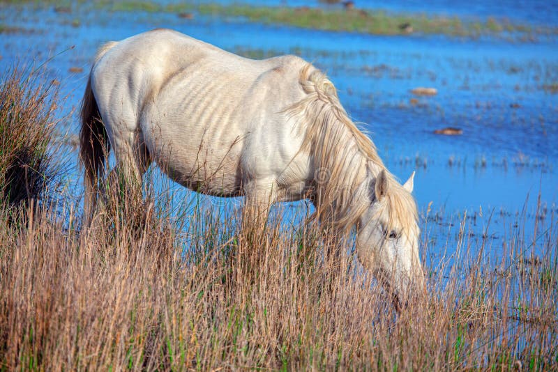 Wild white mare stock image. Image of outdoor, mare - 179225619