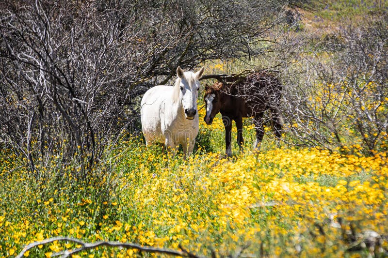 A Wild White Mustang Horse in a Field on a Spring Day Stock Photo ...