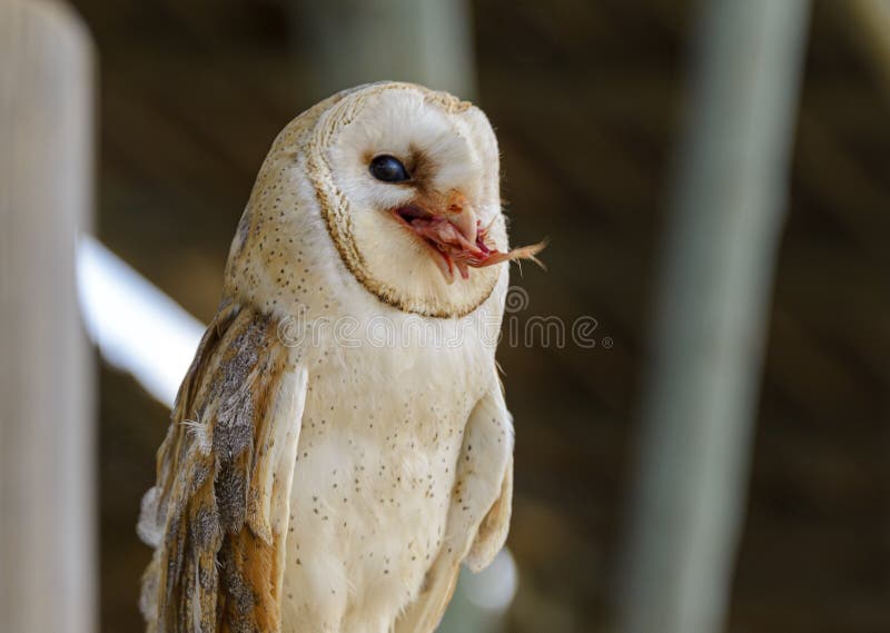 Wild white owl eating stock image. Image of forest, park - 176570149