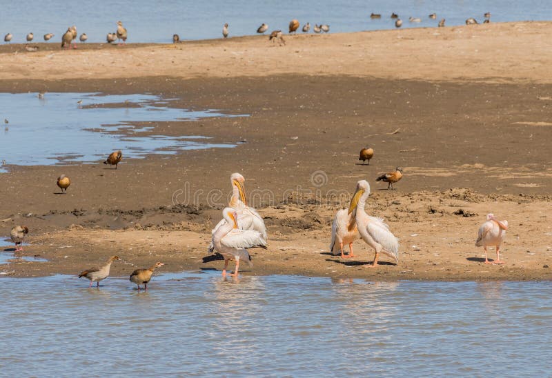 Wild White Pelicans on a Sandbar, Namibia Stock Photo - Image of nature ...