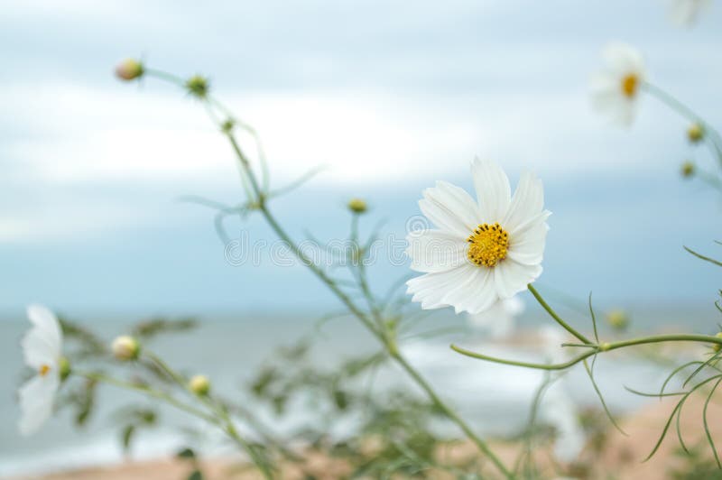 White Pure Snow Texture, Background of Fresh Snow Texture in Blue Tone ...