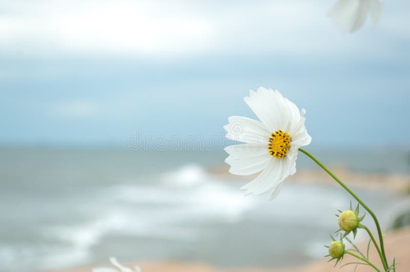 Wild white pure flower stock photo. Image of bouquet - 64526224