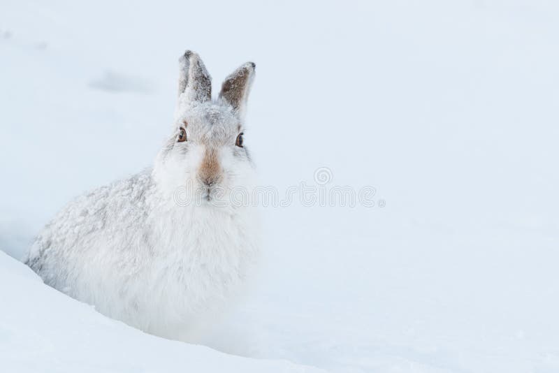 Wild White Rabbit, White Bunny Stock Photo - Image of wildlife, bunny ...