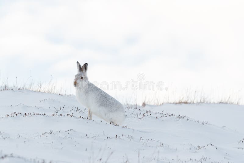 Wild White Rabbit, White Bunny Stock Image - Image of wild, winter ...