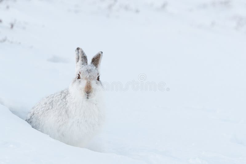 Wild White Rabbit, White Bunny Stock Photo - Image of mammal, national ...
