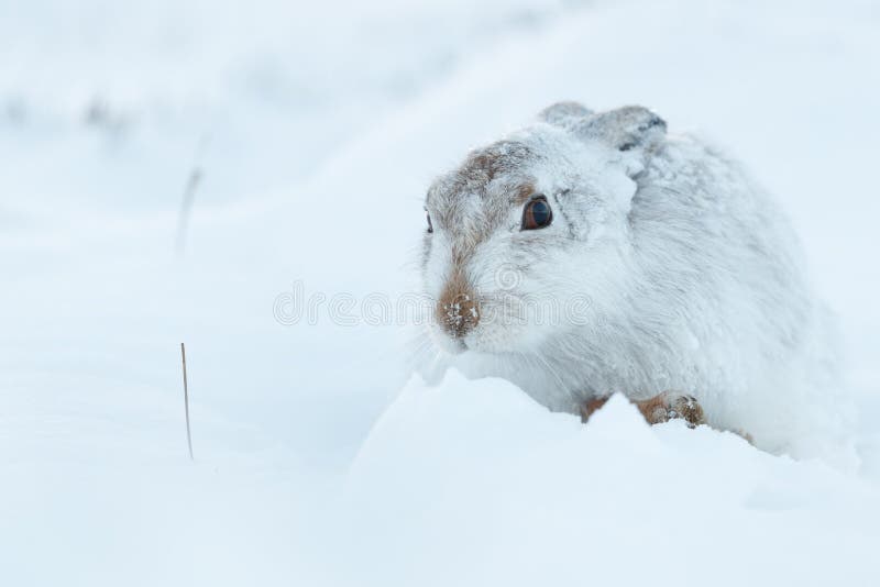 Wild White Rabbit, White Bunny Stock Photo - Image of mountain, rabbit ...