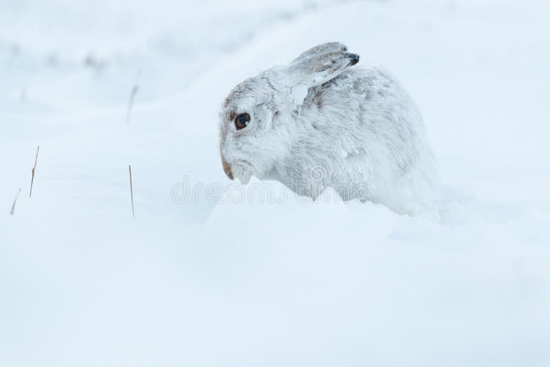 Wild White Rabbit, White Bunny Stock Photo - Image of bunny, national ...