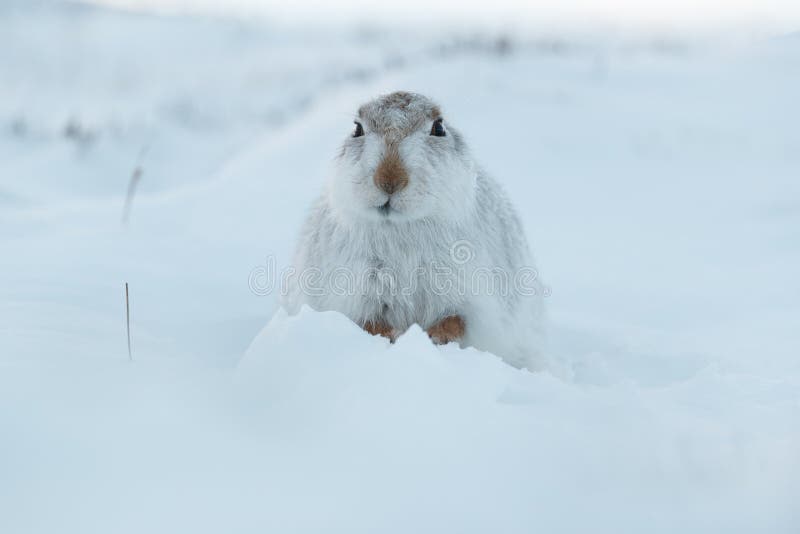 Wild White Rabbit, White Bunny Stock Image - Image of hare, leporidae ...