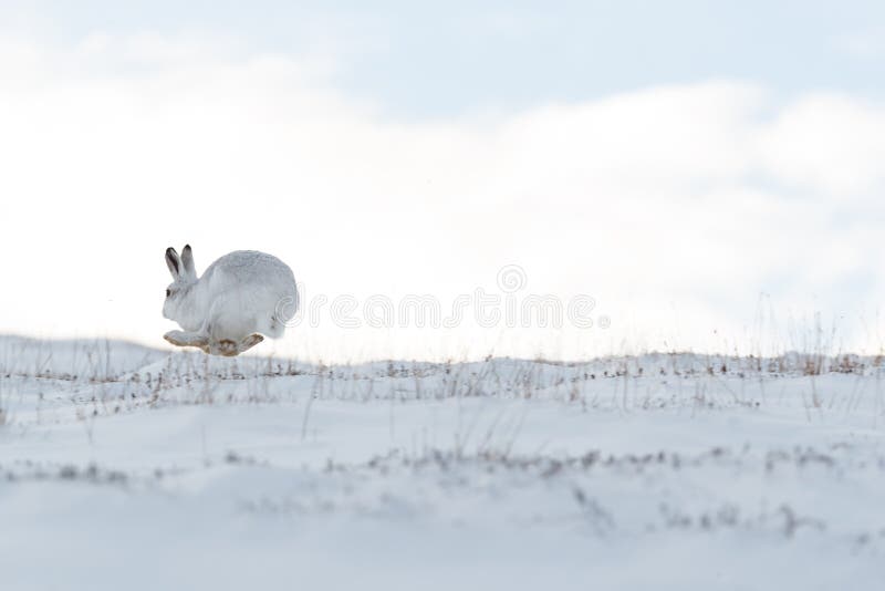 Wild White Rabbit, White Bunny Stock Image - Image of coat, british ...