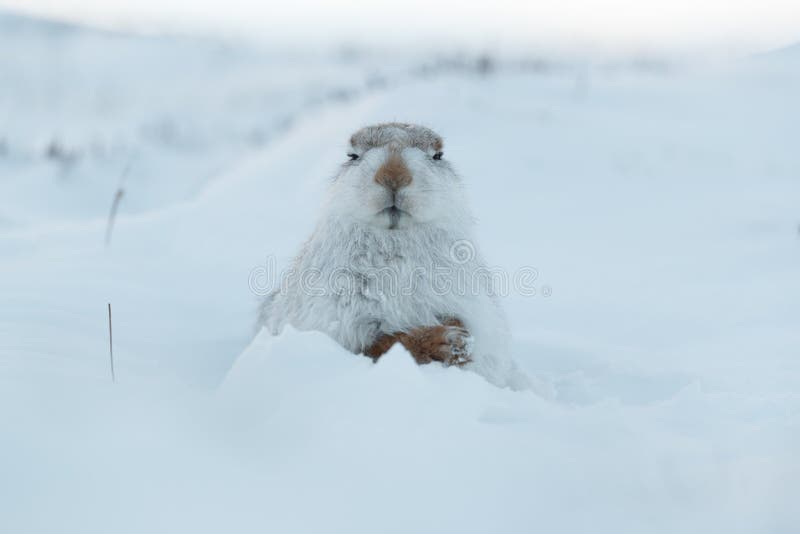 Wild White Rabbit, White Bunny Stock Photo - Image of park, timidus ...