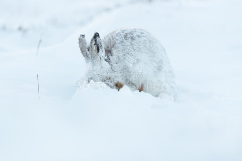 Wild White Rabbit, White Bunny Stock Image - Image of snow, timidus ...