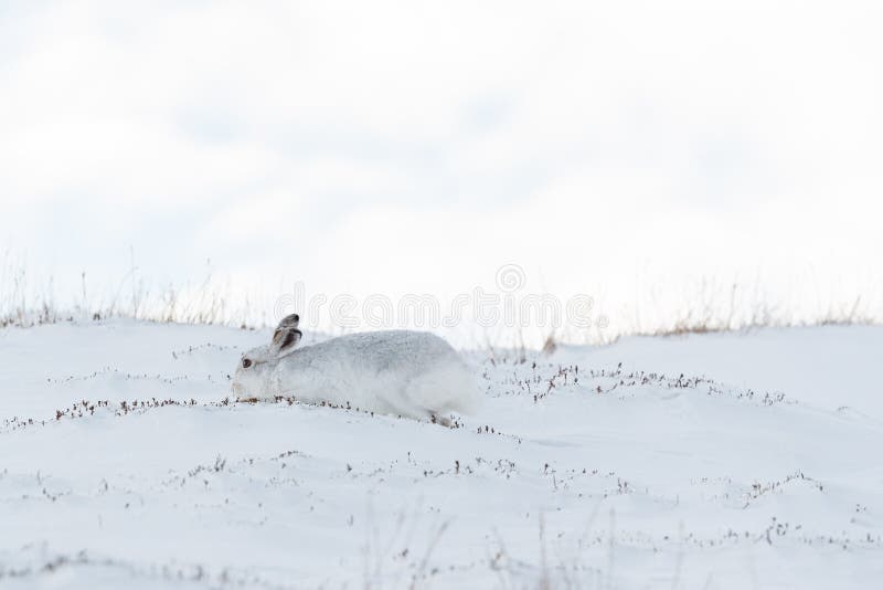 Wild White Rabbit, White Bunny Stock Photo - Image of scottish ...