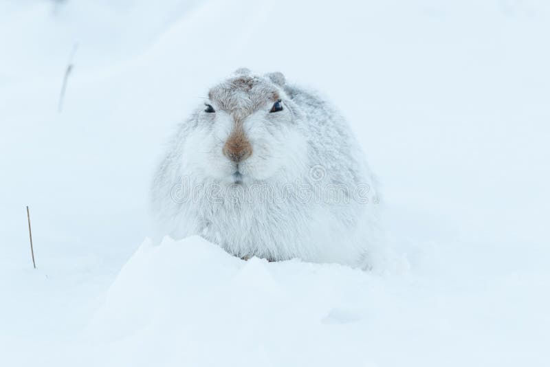 Wild White Rabbit, White Bunny Stock Image - Image of leporidae ...