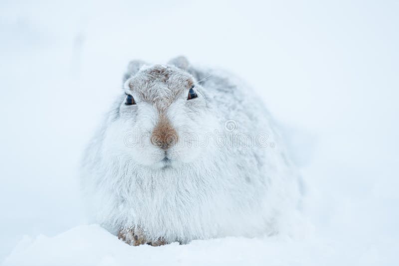 Wild White Rabbit, White Bunny Stock Photo - Image of coat, national ...