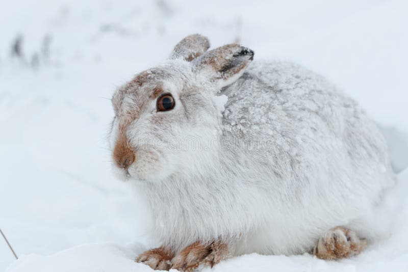Wild White Rabbit, White Bunny Stock Photo - Image of mountain ...