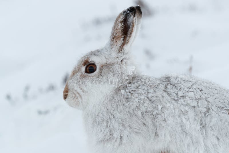 Wild White Rabbit, White Bunny Stock Image - Image of national, colours ...