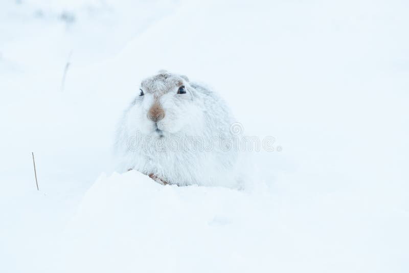 Wild White Rabbit, White Bunny Stock Photo - Image of colours, winter ...