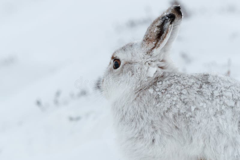 Wild White Rabbit, White Bunny Stock Image - Image of lepus, wildlife ...