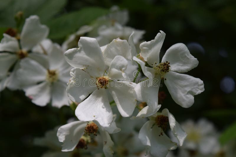 Wild White Rambling Roses in Garden Stock Image - Image of blooms, wild ...