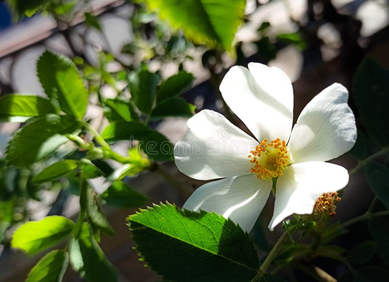 Wild White rose stock photo. Image of green, rose, flower - 253815090