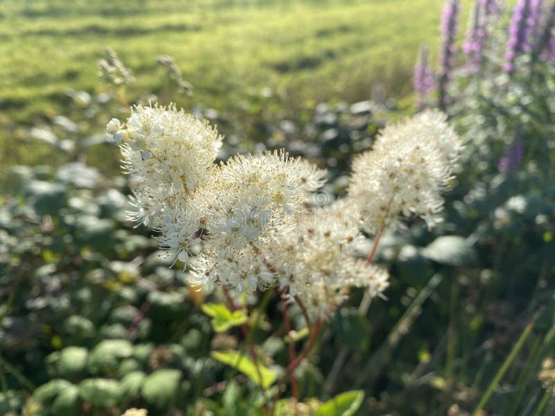 Wild White Rowan Flowers stock photo. Image of plant - 258463016