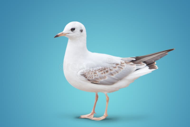 Wild White Seagull. on a Blue Stock Photo - Image of beautiful, natural ...