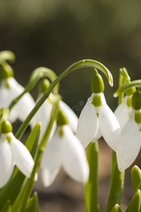 Wild White Snowdrops Close-up in Spring Stock Image - Image of green ...