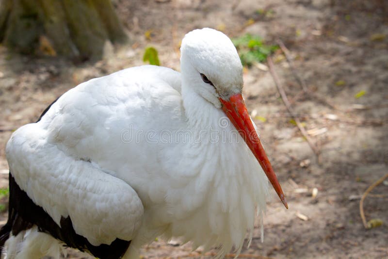 White Stork stock photo. Image of animals, wings, animal - 151316822