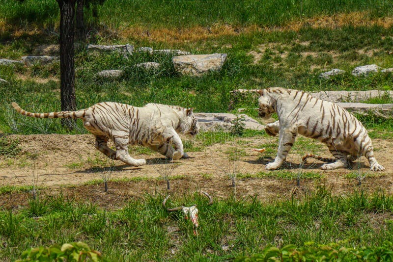 White Tigers Fighting