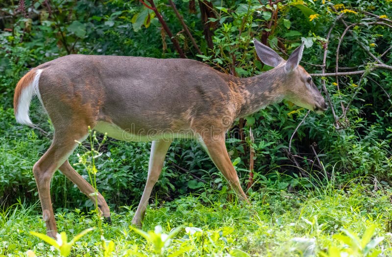 Whitetail Deer Walking in Forest Stock Photo - Image of safari, herd ...