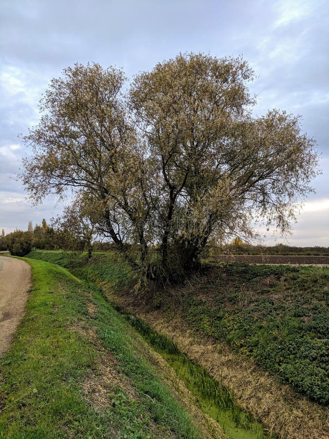 Willow Tree by Green Stream and Country Path. Stock Photo - Image of ...