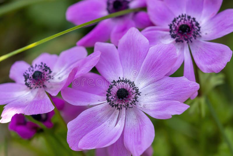 Wild Windflowers in Full Bloom in Early Spring Stock Image - Image of ...